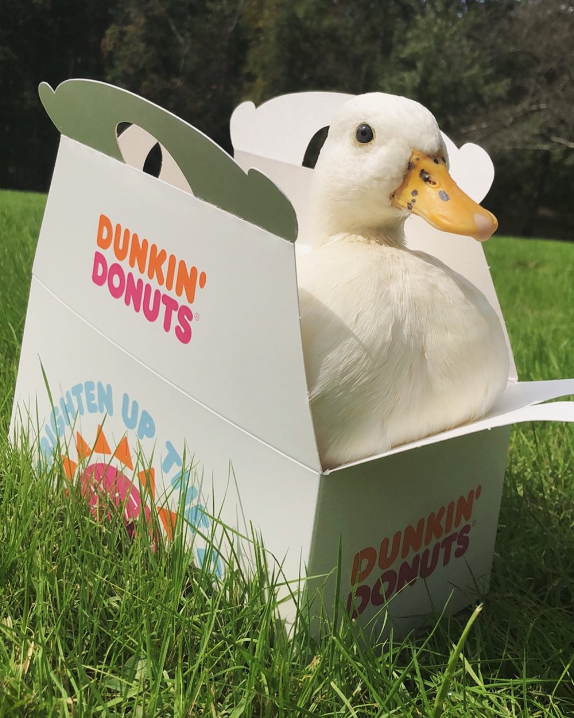 cropped-IMG-0357.jpg – Dunkin Ducks